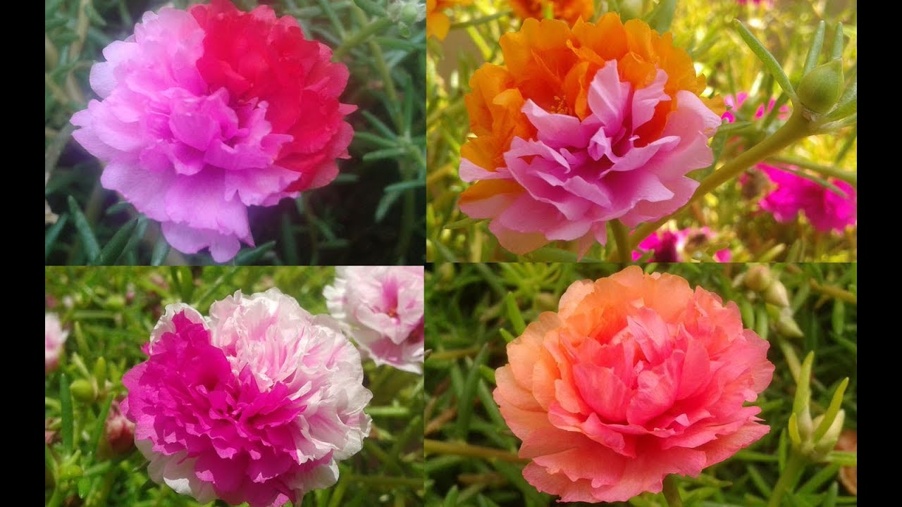 Amazing Portulacas -Moss Rose - Portulaca - Table Rose - Mexican Rose ...