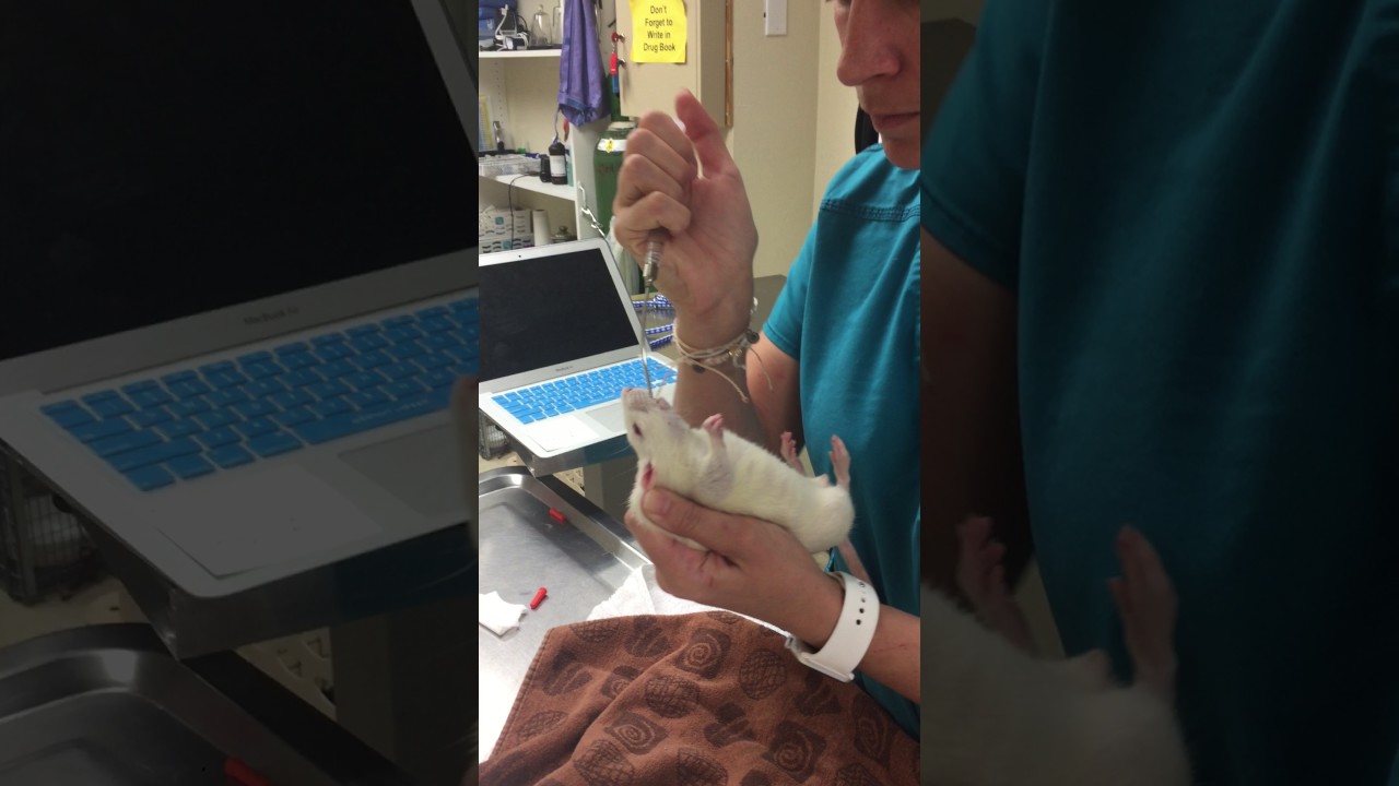 Oral Gavage on a rat - YouTube