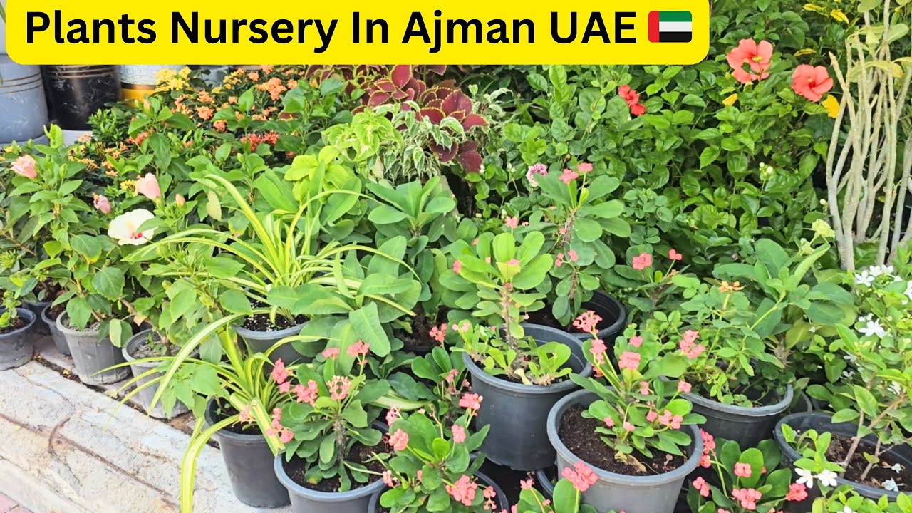 Plants Nursery in Ajman UAE 🇦🇪 | Ajman Nursery & Garden | Beautiful ...