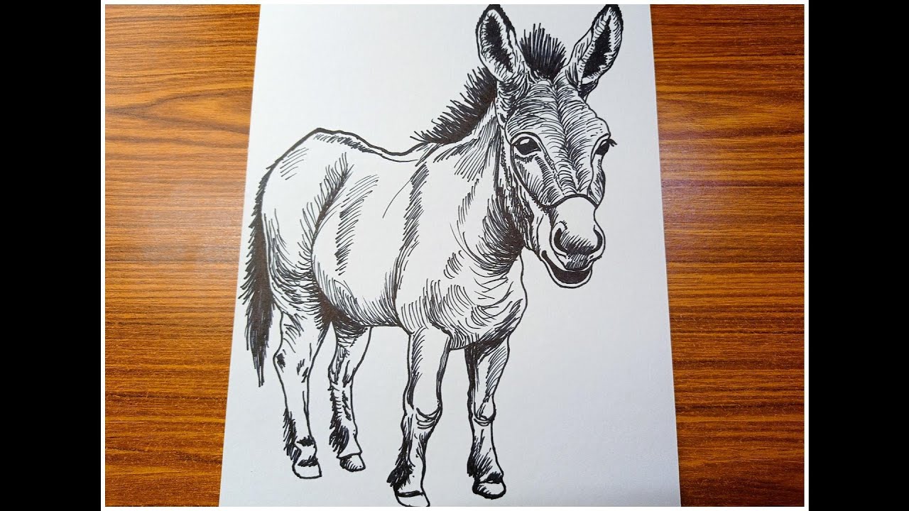 How to draw a Donkey. Easy Donkey drawing tutorial. - YouTube