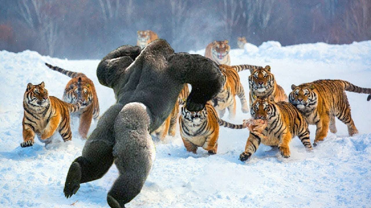The Most Fearless Animals on Earth - YouTube