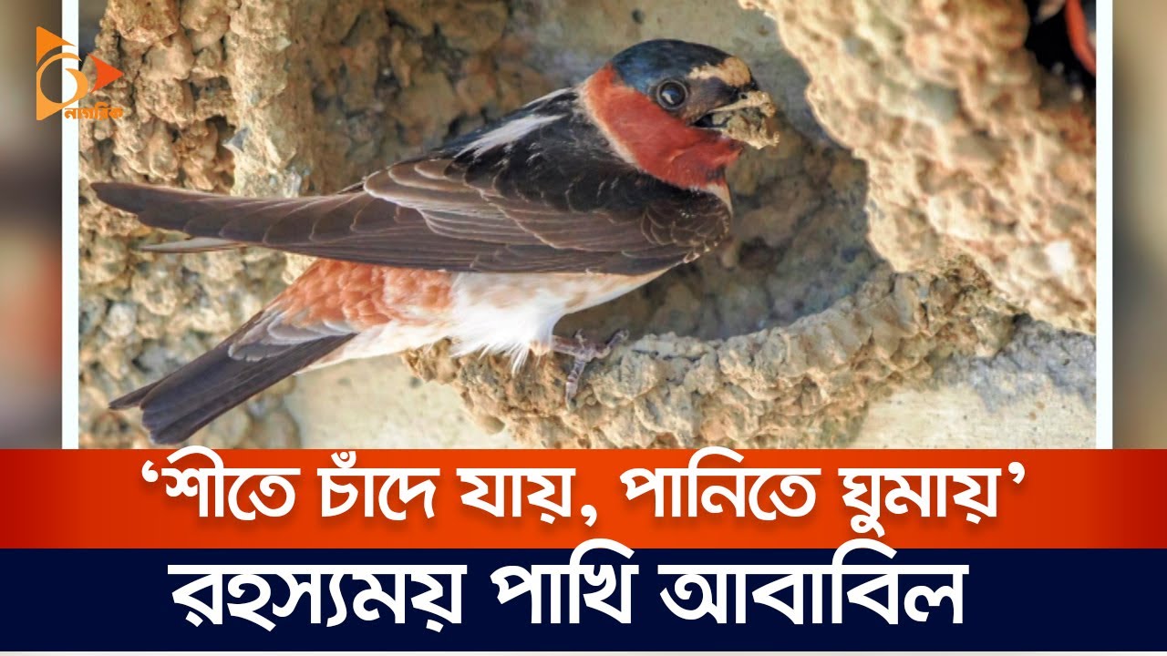 ‘শীতে চাঁদে যায়, পানিতে ঘুমায়’ রহস্যময় পাখি আবাবিল | Nagorik TV ...
