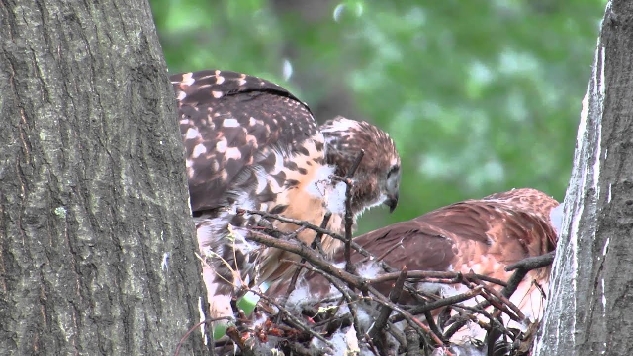 Sheep Meadow Mama Feeding Baby Hawk - YouTube