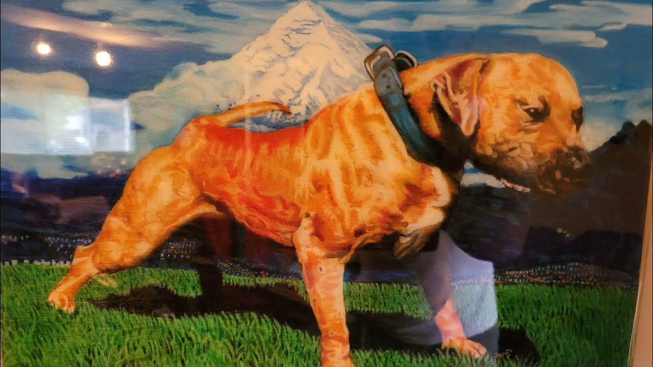 Working Pit bull terrier - YouTube