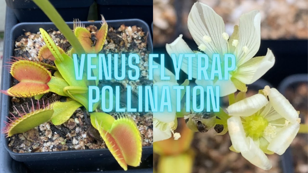 How to Pollinate and get Seed from a Venus Flytrap Part 1 - YouTube
