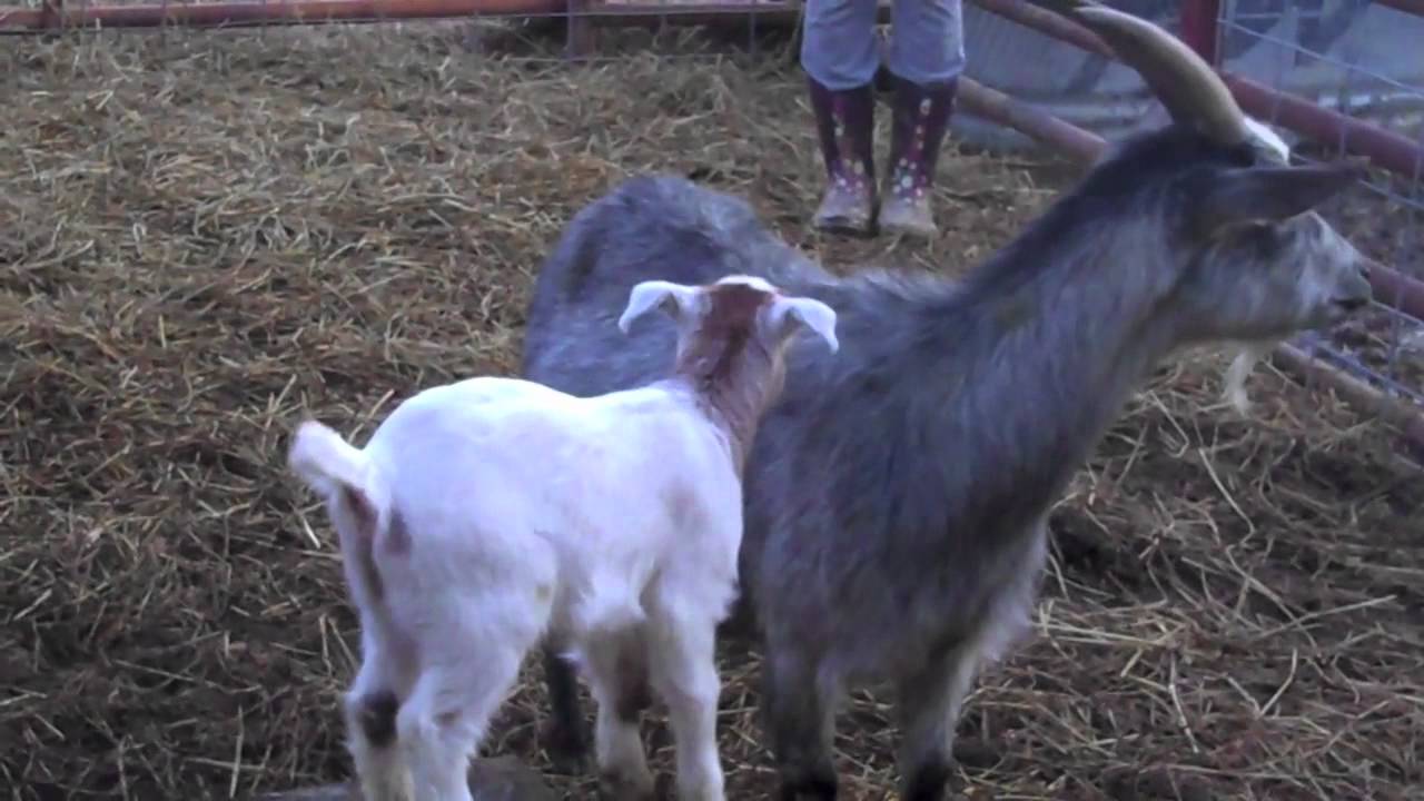 Goat Ride - YouTube
