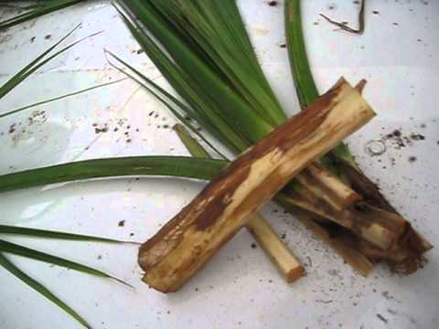 Sabal palmetto Palm Swamp Cabbage - YouTube