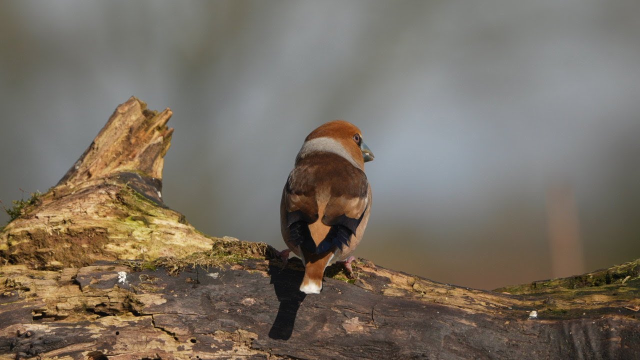 Appelvink ‐ Frank Linssen Hut 3 Glenn Vermeersch - YouTube