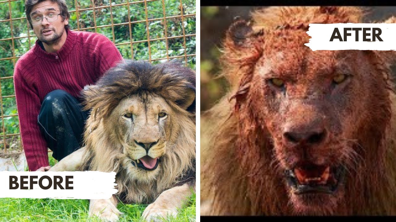 The King of the Jungle: Facts and History of Lions|The Future of Lions ...