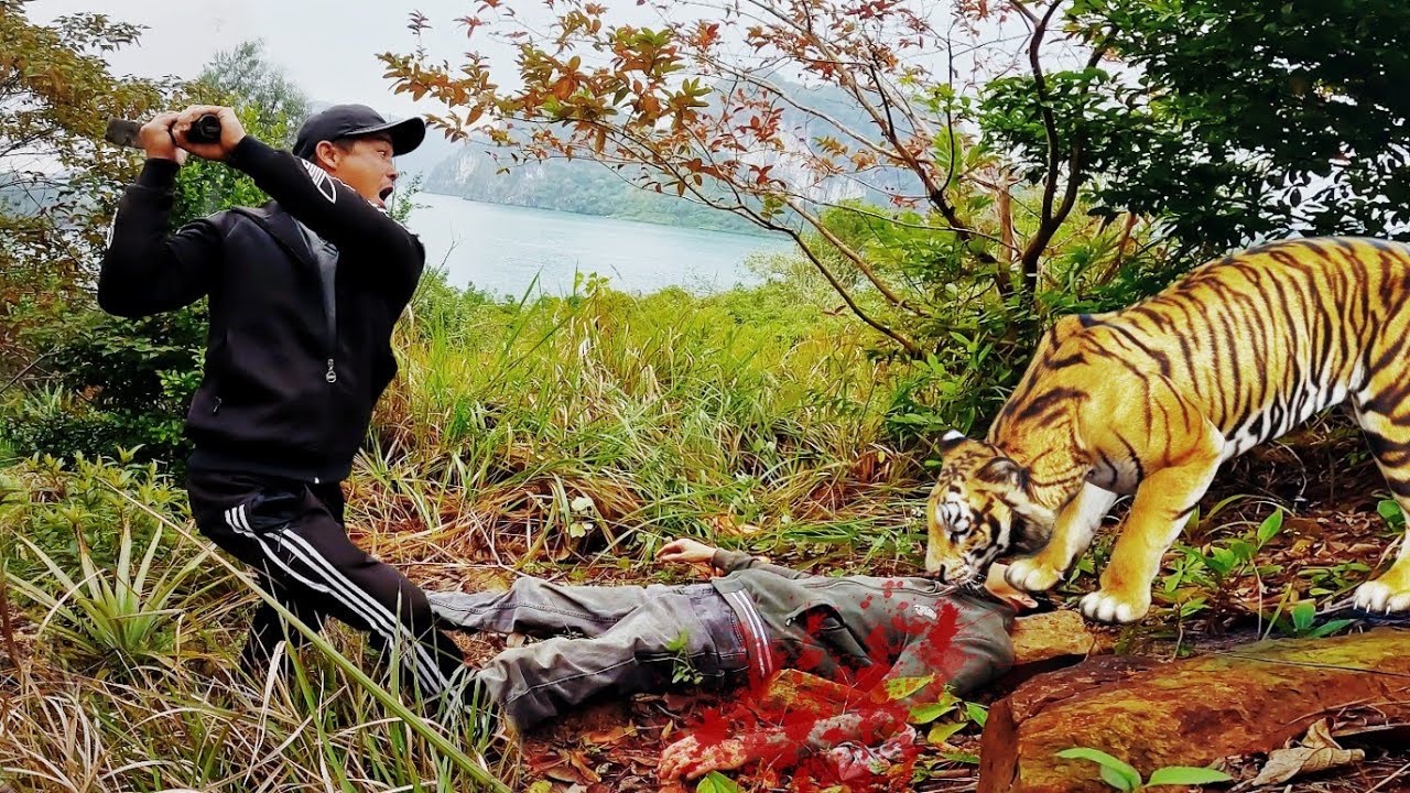 Tiger attack man in the forest , tiger hunt human, royal bengal tiger ...