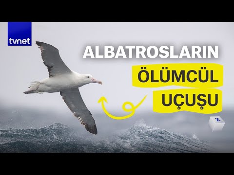 Albatros kuşları neden ölümüne kanat çırpar?