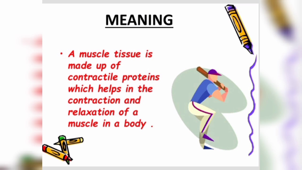 #11) LIFE Science- PPT on MUSCLE TISSUE - YouTube