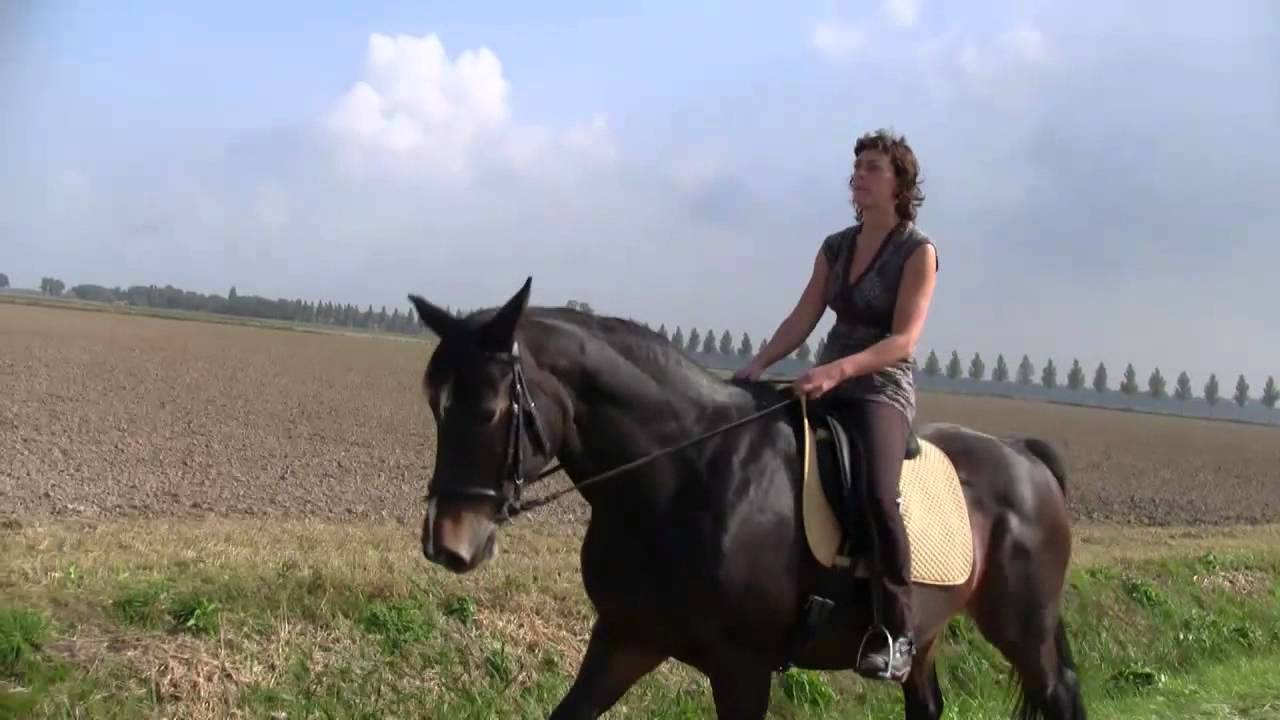 Horseback riding in Holland. - YouTube