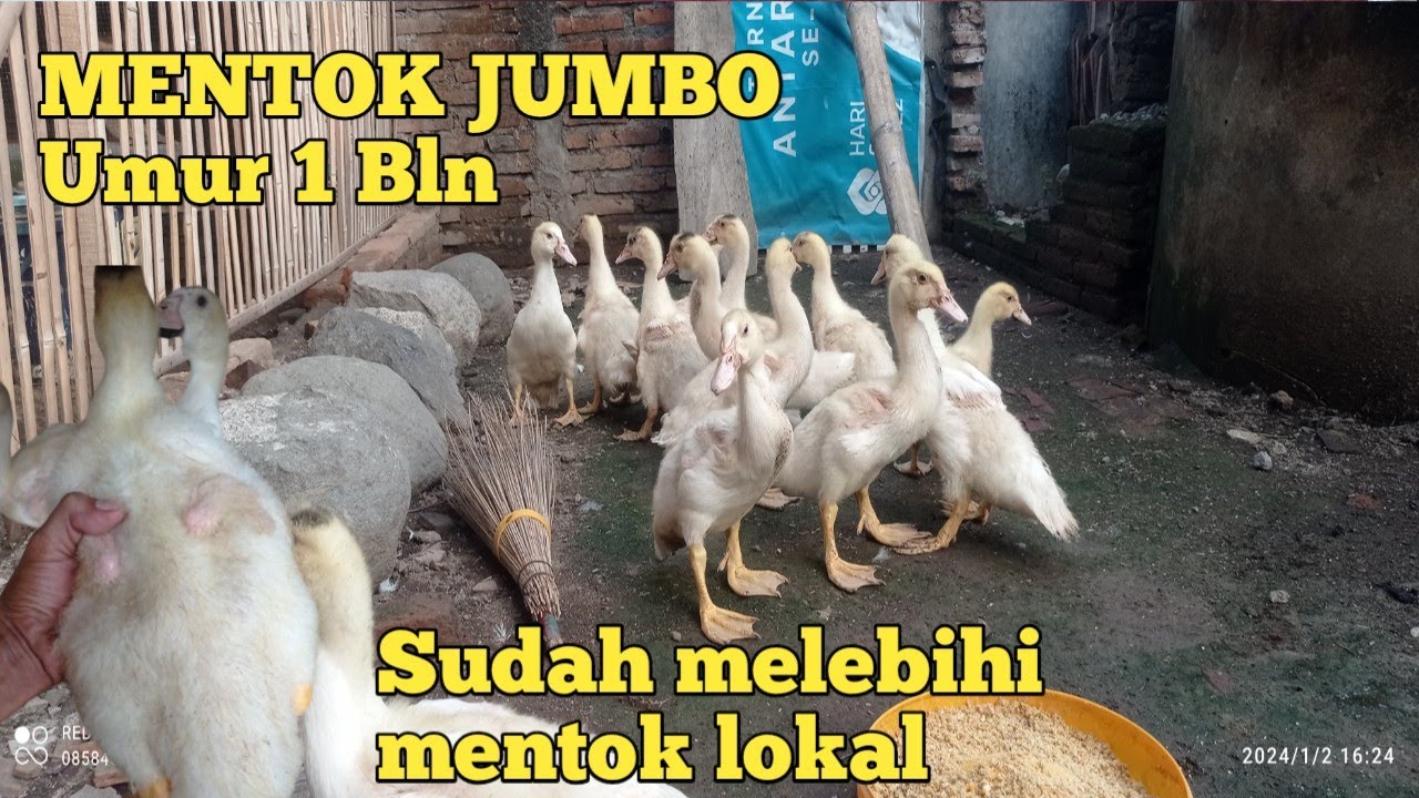 Besar banget😍 Mentok jumbo umur 1 bln - YouTube
