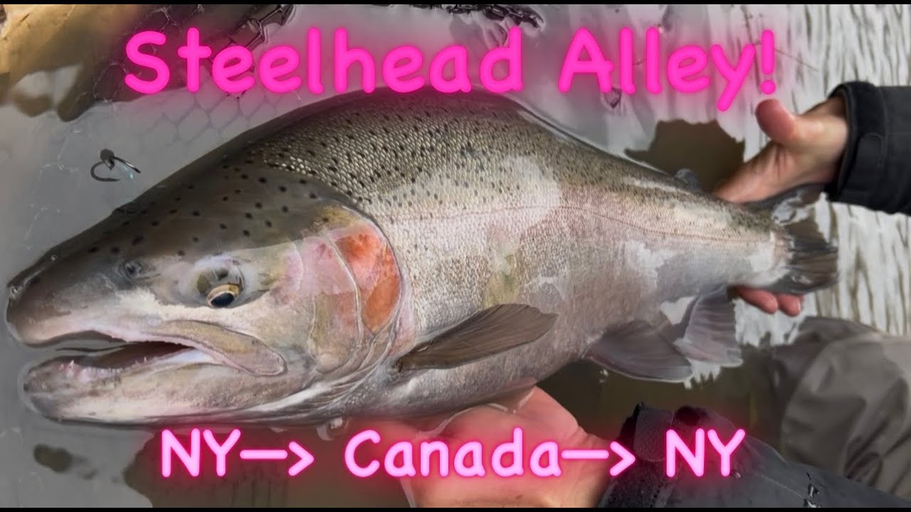 Steelhead Alley NY - Canada - NY - YouTube