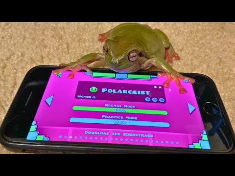 My Frog Beat Polargeist 