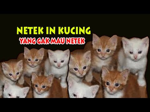Netek in Anak Kucing Yang Gak Mau Netek
