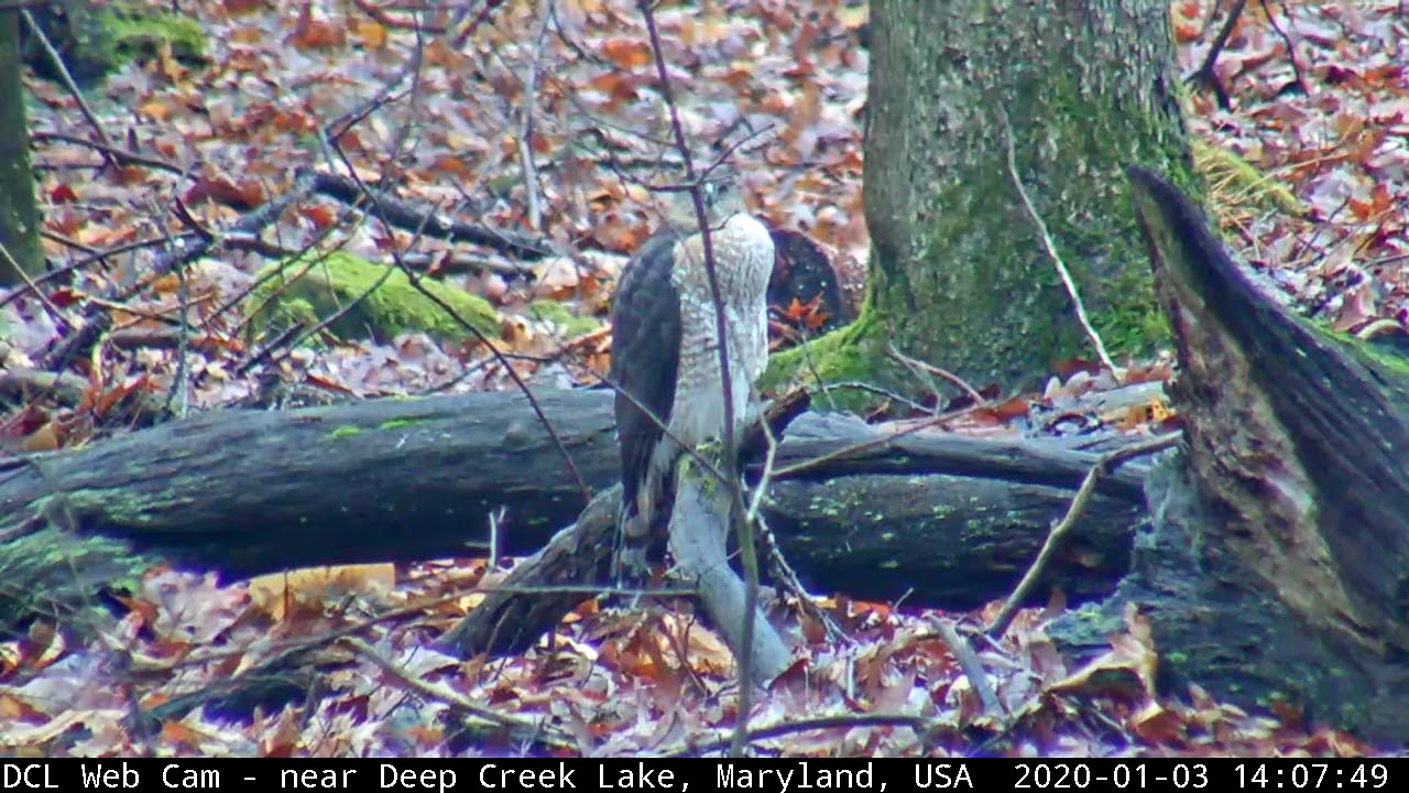 Hawk on a Log (1/3/2020) - YouTube