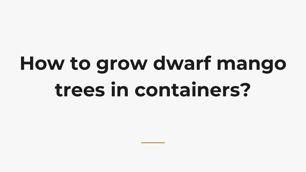 How to grow dwarf mango trees in containers? - YouTube