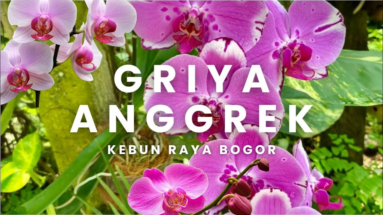 GRIYA ANGGREK KEBUN RAYA BOGOR | TAMAN KAKTUS MEKSIKO | MUSEUM ZOOLOGI ...