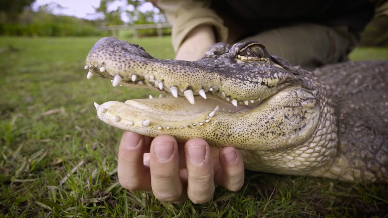Alligator Loves Chin Rubs From Zookeeper - YouTube