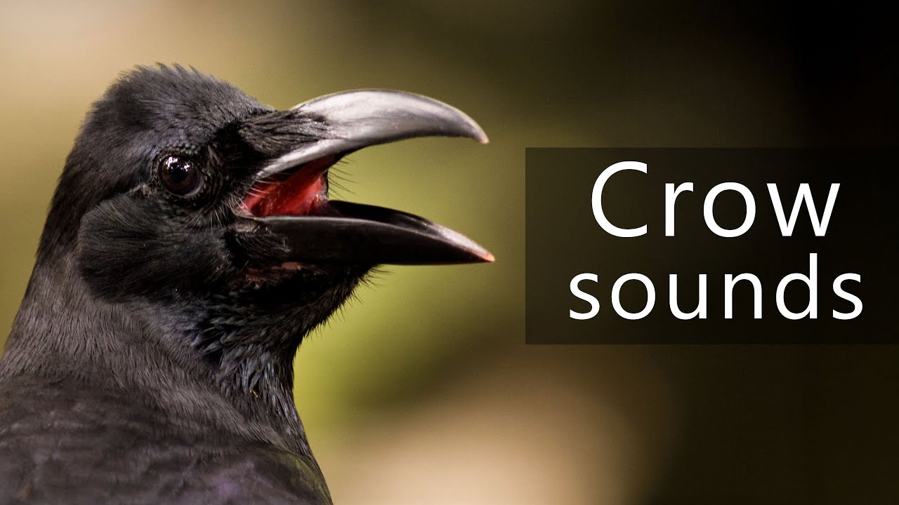 The sounds of Jungle crows - YouTube