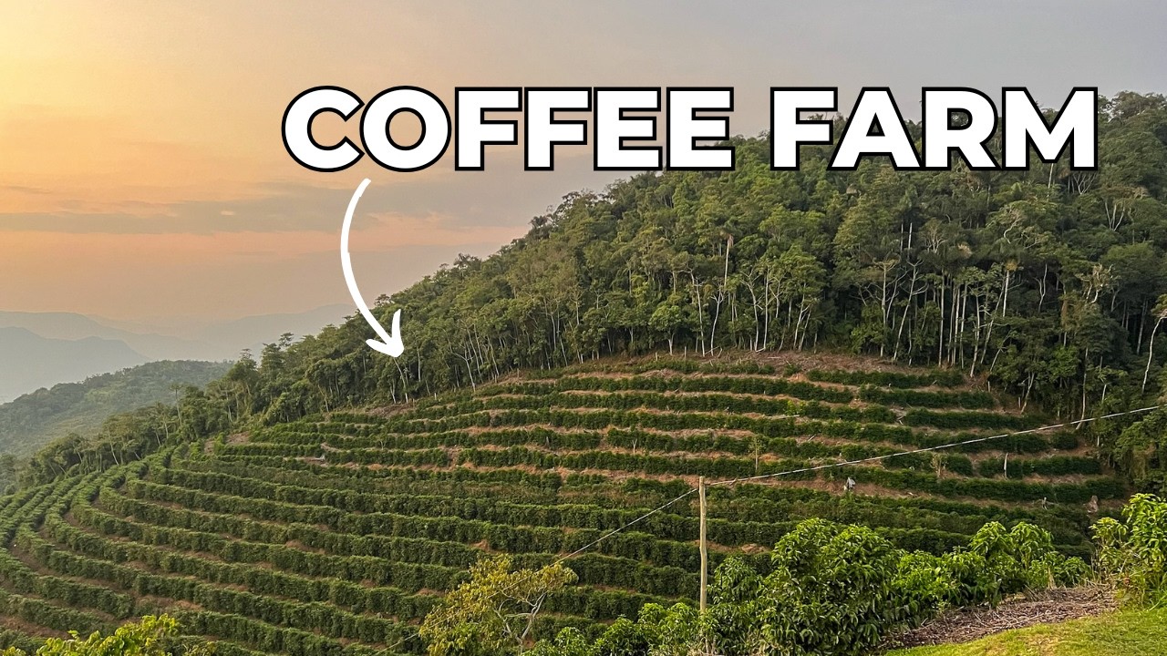 Where Does Coffee Come From? Coffee Farming, Processing & Pricing ...