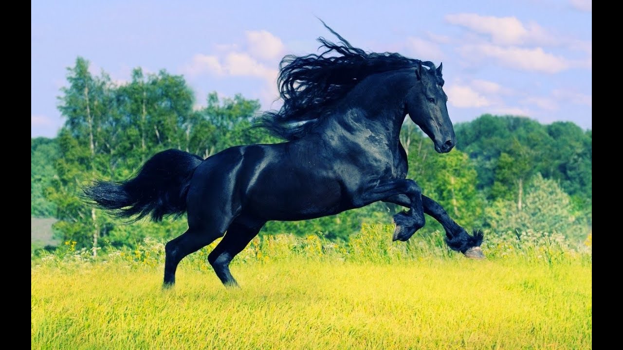 Beautiful Friesian Horse - YouTube