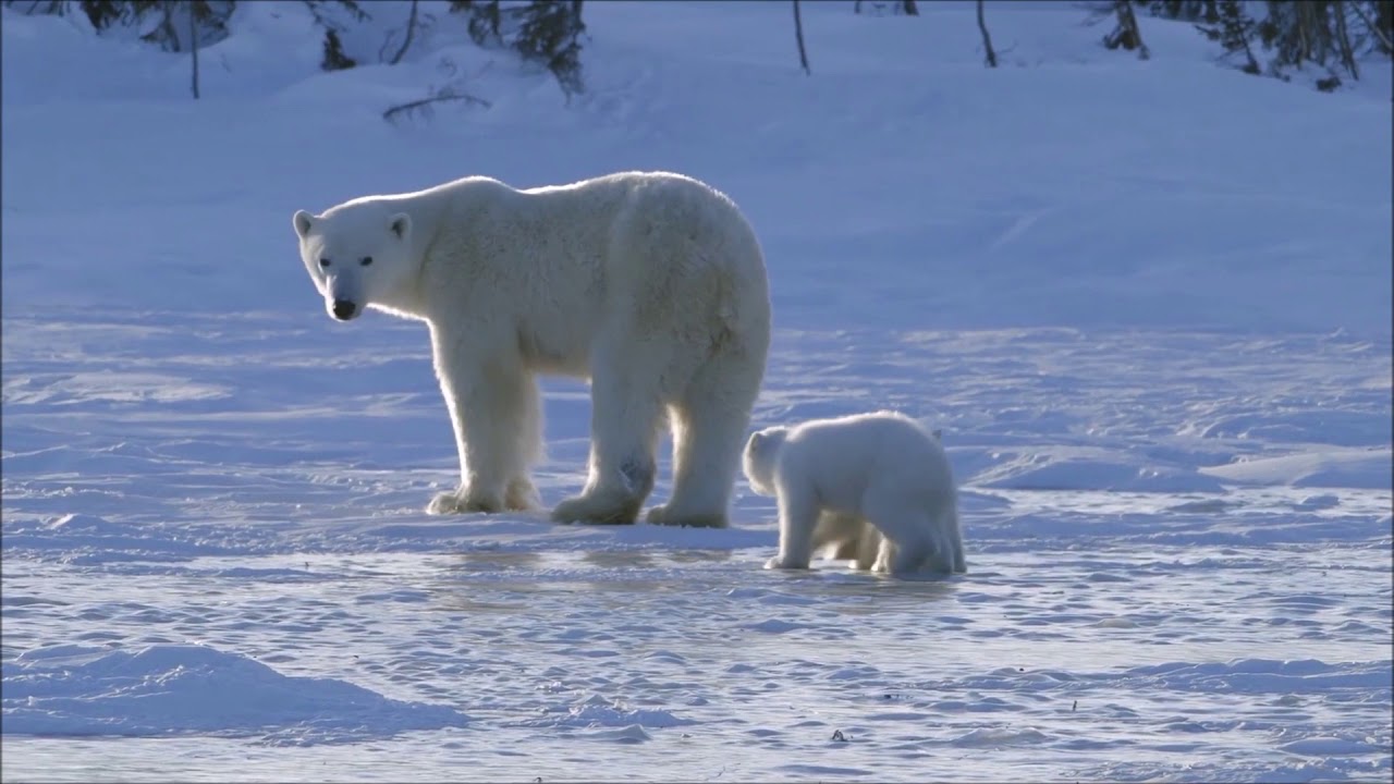 Eisbrecher - Eisbär - YouTube