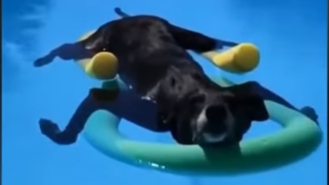 Funny Dogs Doing Funny Things #3 | Animals Fails - YouTube