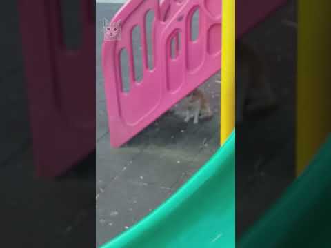 Sahibi tarafından sokağa bırakılan kedi - cat thrown into the street