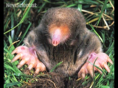 Worm charming explained at last - YouTube