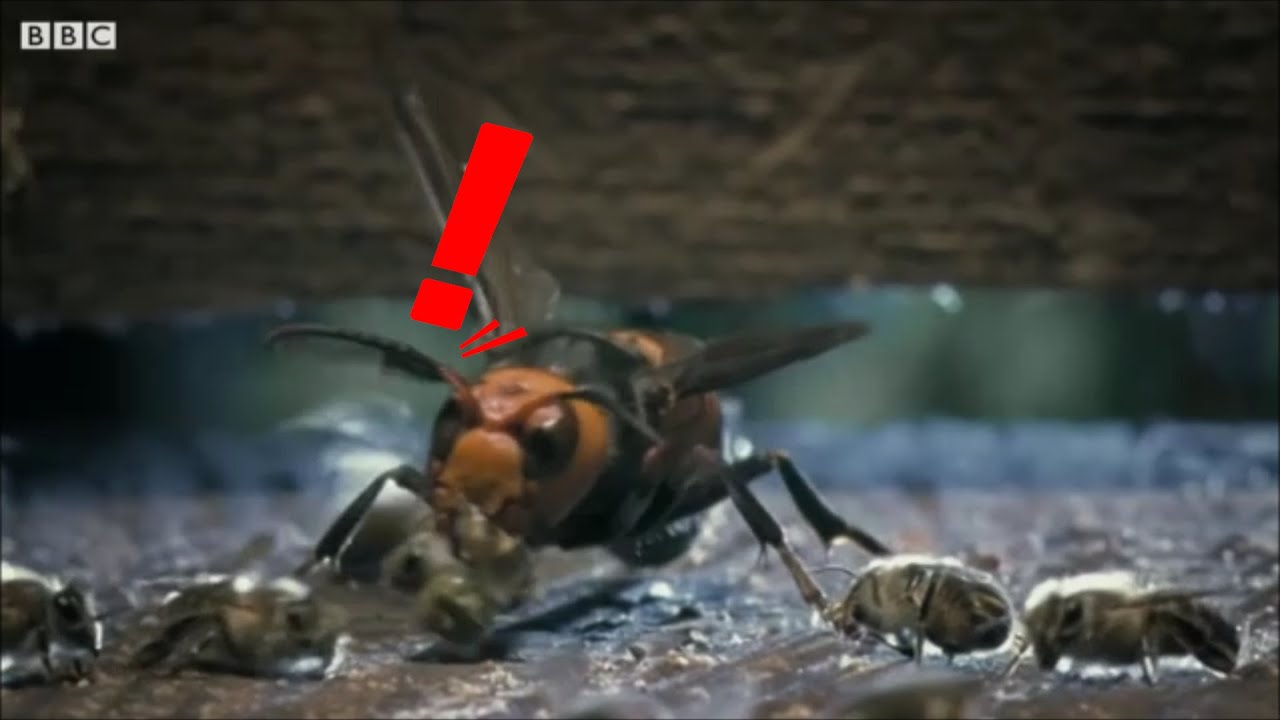 1000000 BEES VS ONE GIANT KILLER HORNET - YouTube