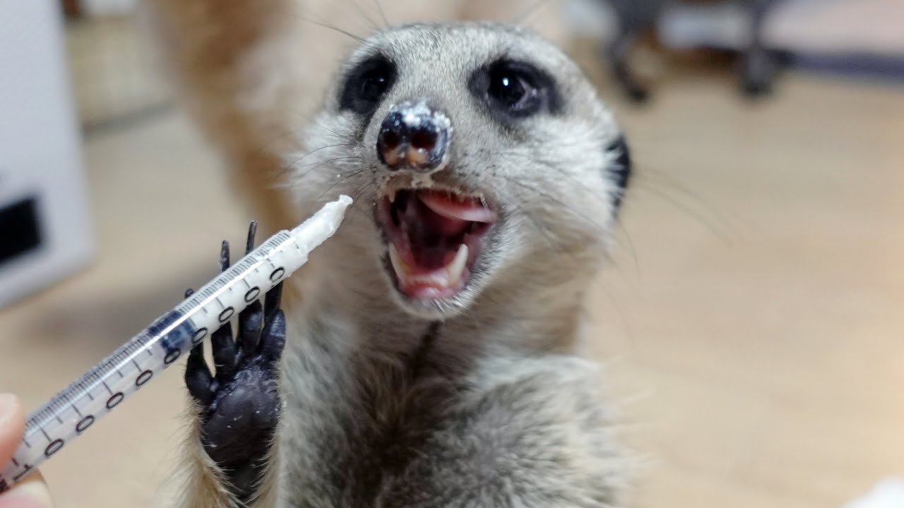 약에 중독된 미어캣 Meerkat taking medicine - YouTube