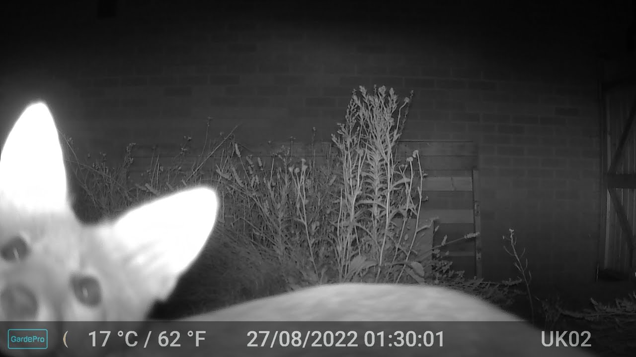 Fox Night Videos Only GardePro A3 Wildlife Trail Camera 2 of 2 ...