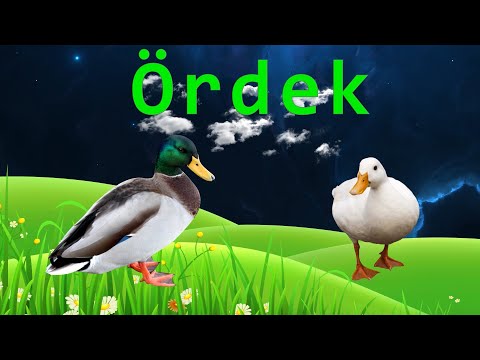 Ö Harfi Kelimeleri | ABC Harfleri Öğreniyorum | Eğitici Çizgi Film Animasyon - Cici Dostlar