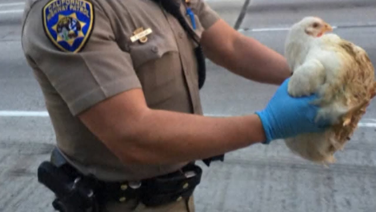 California police save chickens from ‘crossing the road’ - YouTube