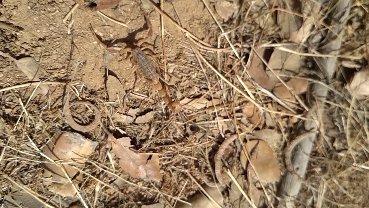Lacrau / Common Yellow Scorpion (Buthus ibericus) - YouTube