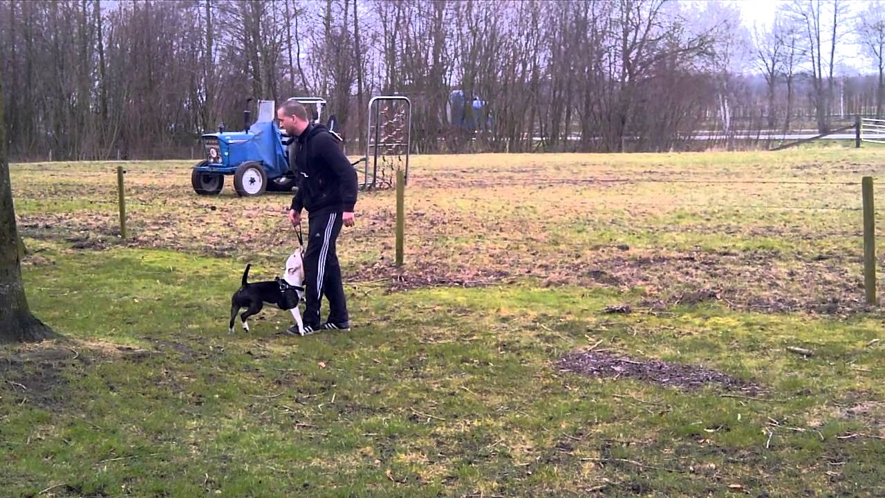 engelse stafford Django in training (4) - YouTube