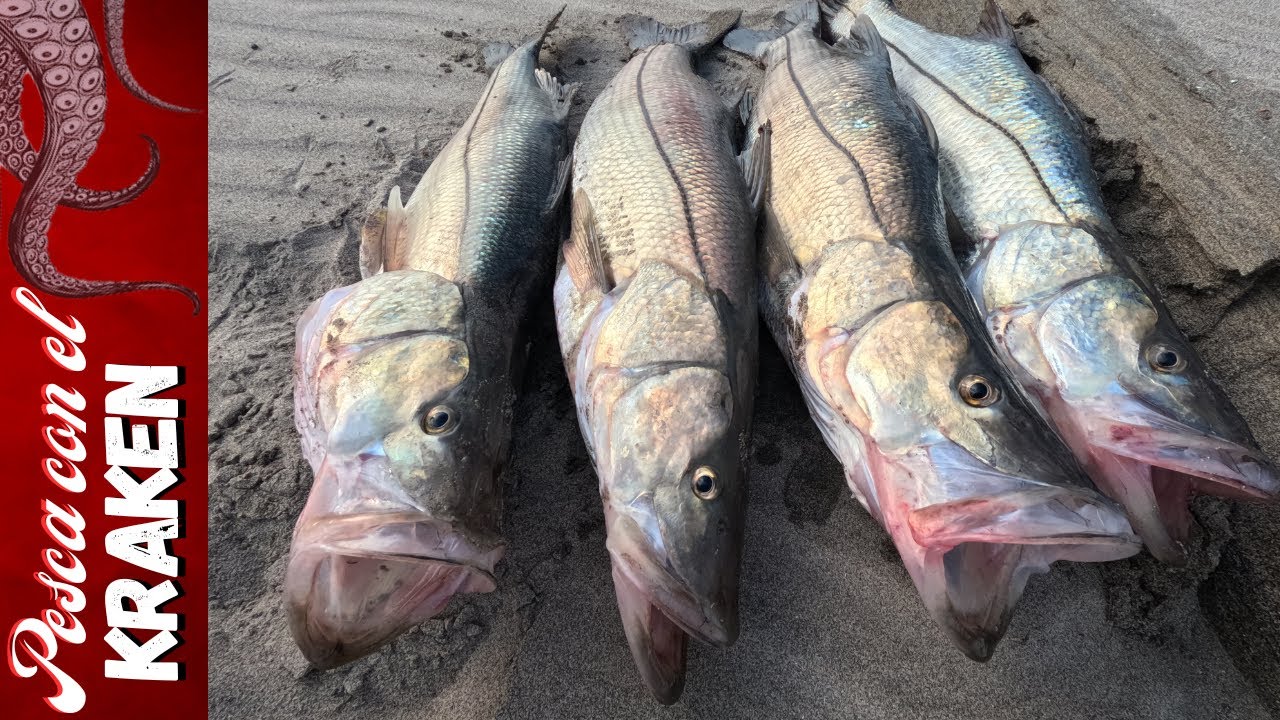 PESCA DE ROBALO | Pescamos 5 grandes en playa | Shore jigging - YouTube