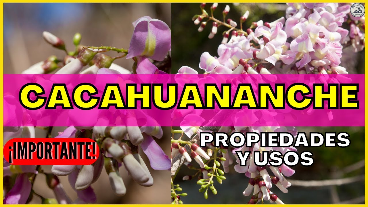 Descubriendo los poderes curativos del CACAHUANANCHE Planta Medicinal ...