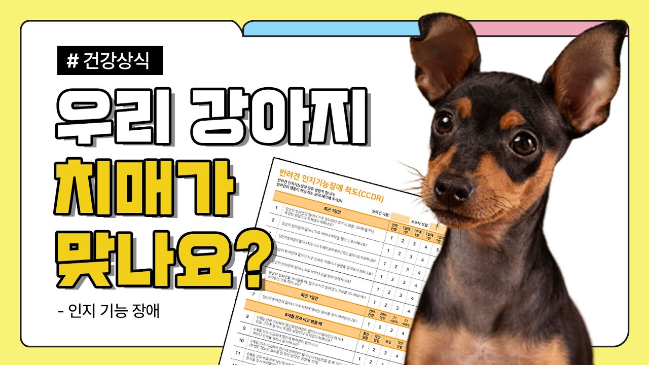 강아지 인지기능장애증후군 치매 증상 자가진단방법 알아보기 Youtube