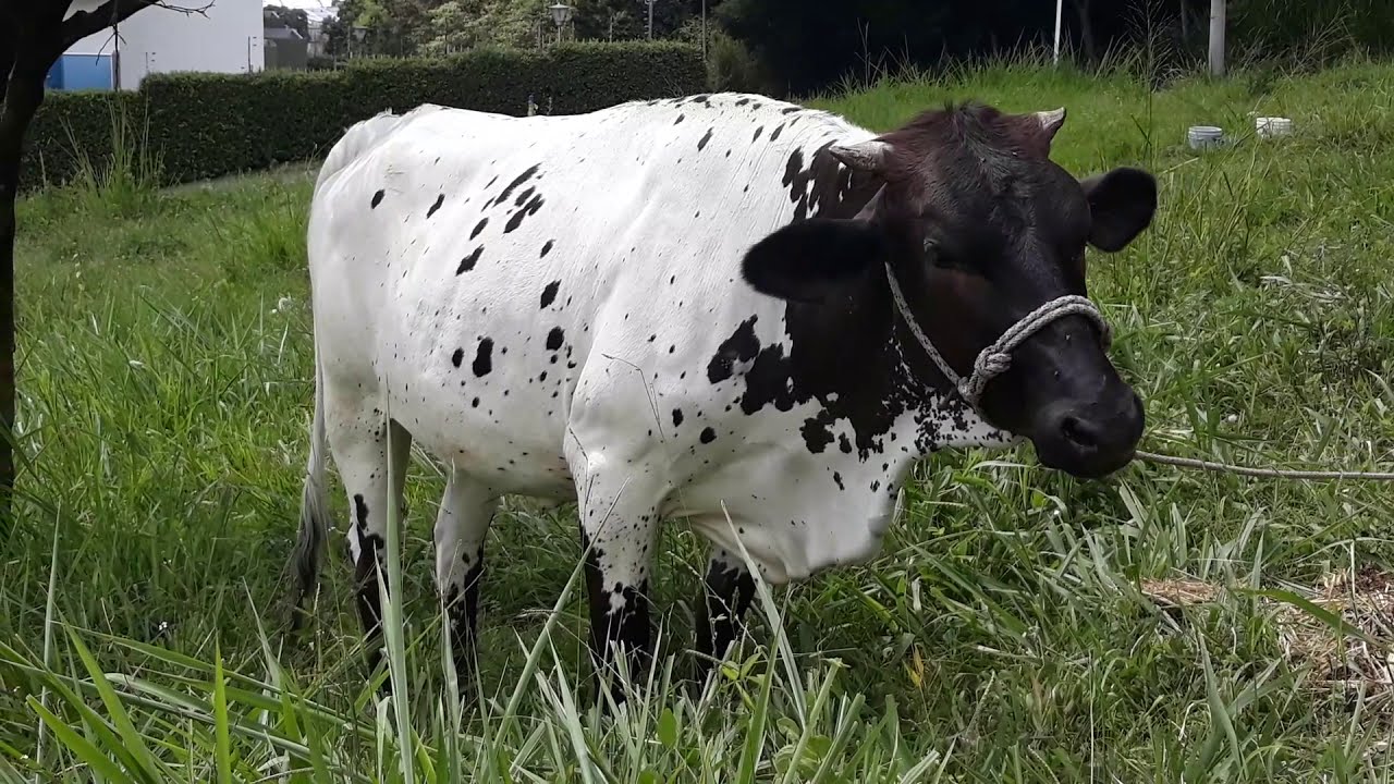 VACA LECHERA - VACA DE RAZA BON O BLANCO OREJINEGRO CRUZADA CON RAZA ...