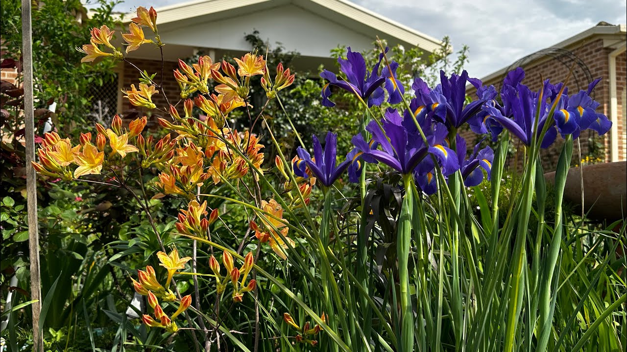 Spring Has Sprung / Spring Garden / Front Yard Garden / Canberra - YouTube