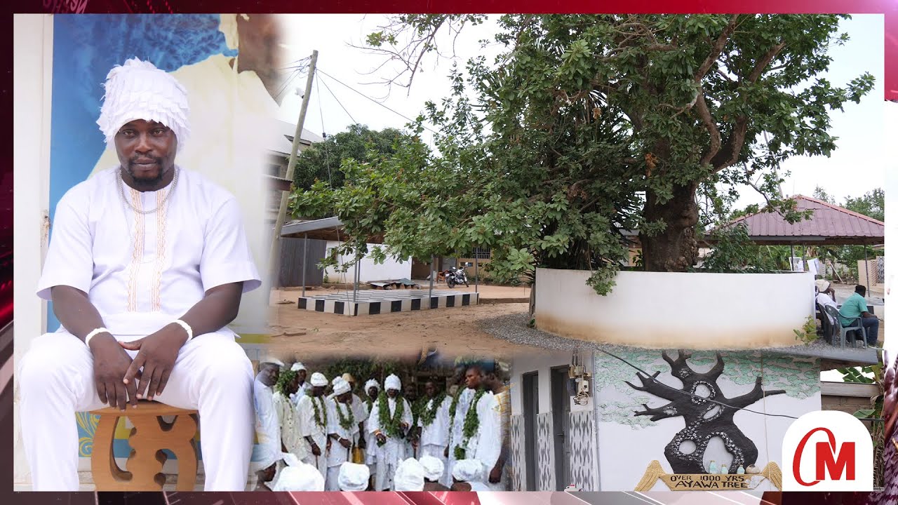 The Ancient Tree Which Is Over 100 Years In Ayawaso And The History Of ...