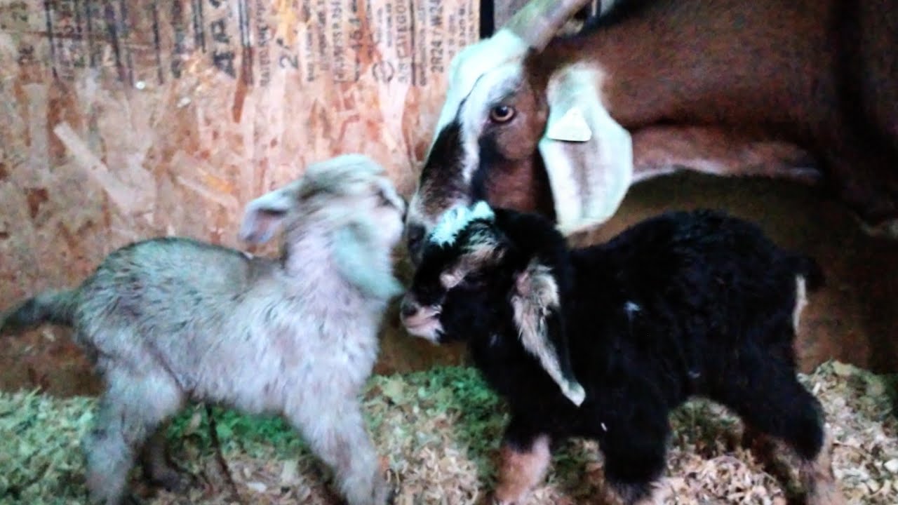Assisting a Goat Labor - YouTube