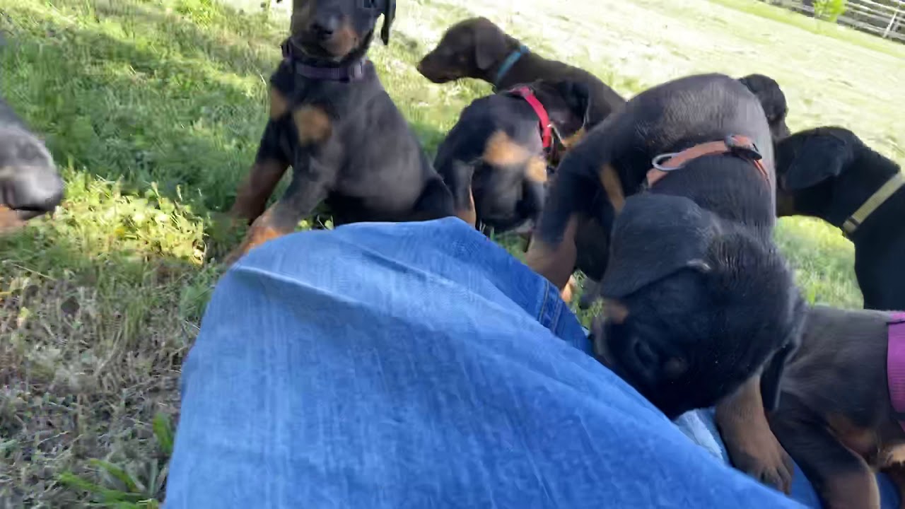 Toți 10 #cățelușii #Doberman #Pinocher nă mă înconjoară împreună cu # ...