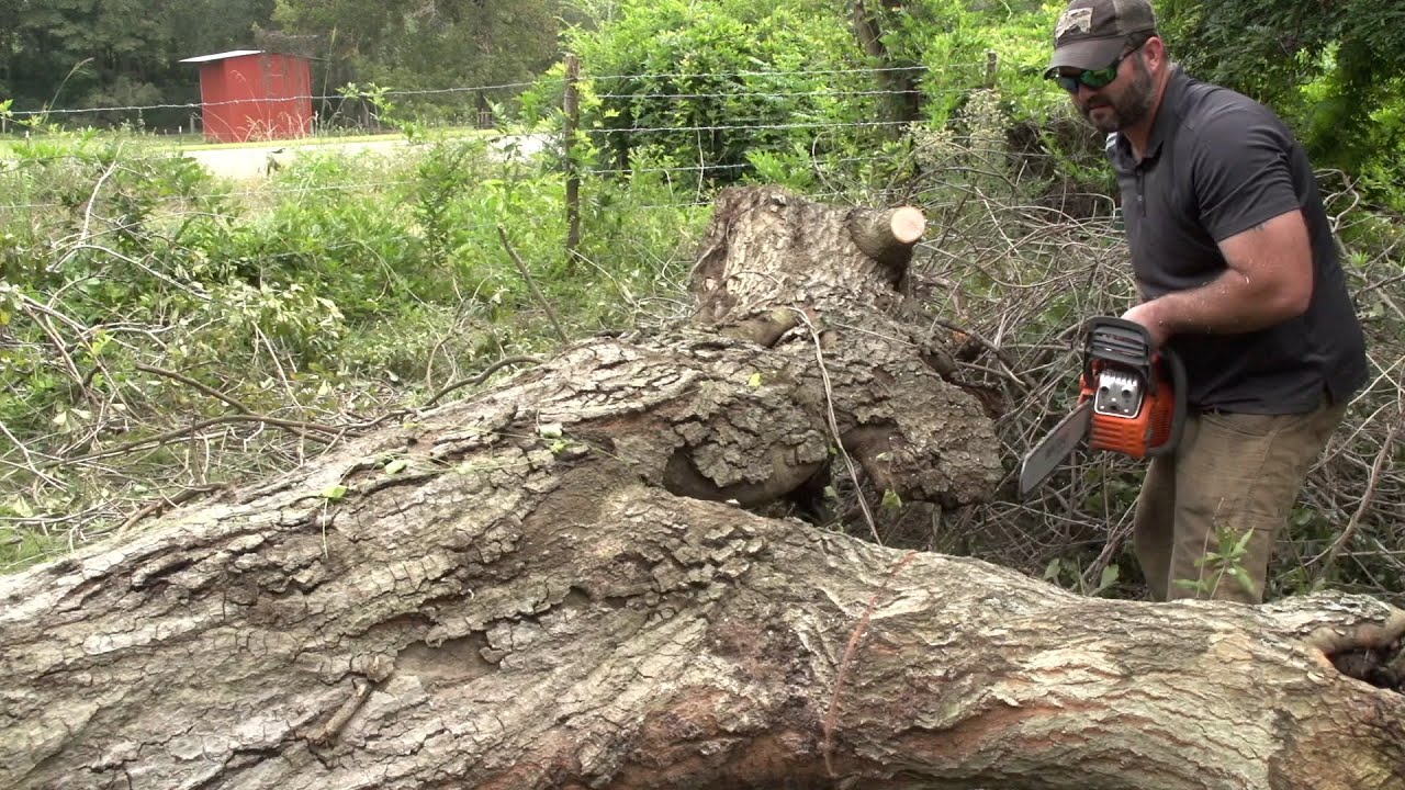 CLEANING UP FELLED DEAD TREE ON 140 YEAR OLD FARM HOUSE LAWN - YouTube