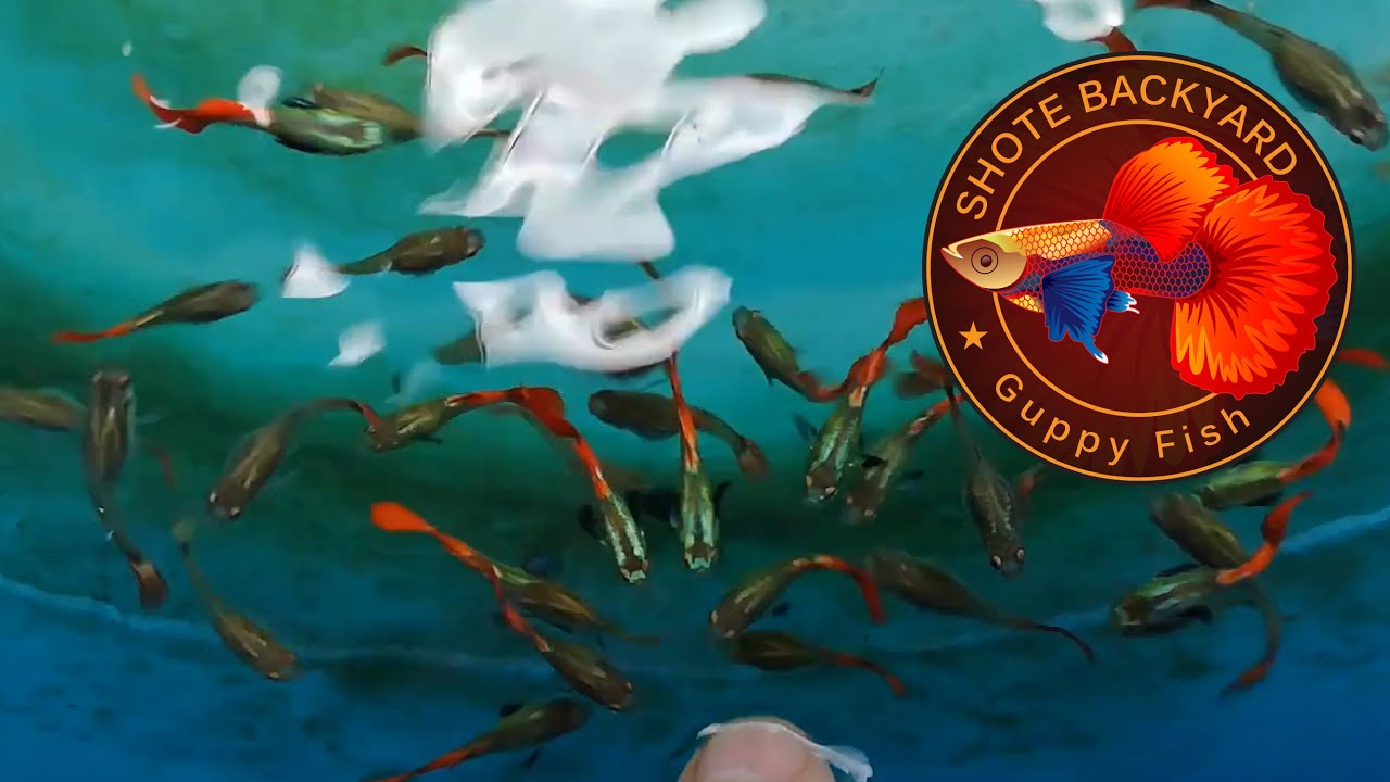 Dumbo Ear Firetail | 7 Weeks Old - Shote Backyard - YouTube