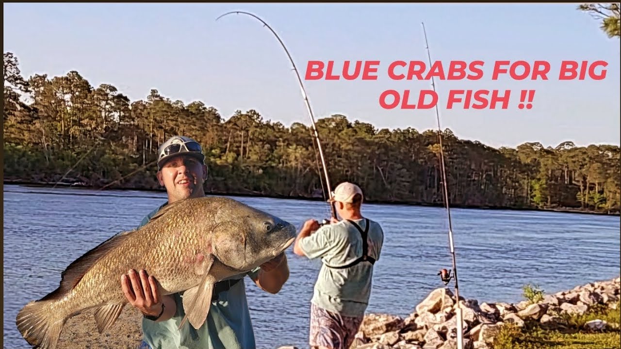 HUGE FISH ON ALABAMA GULF COAST! BLUE CRABS AND BLACK DRUM!! - YouTube